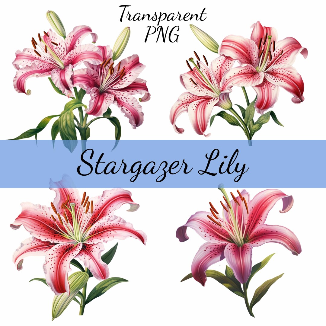 16 Stargazer Lily Flower Clipart Bundle 16 Transparent PNG Download ...