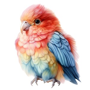 15 Puffy Fluffy Rainbow Birds Clipart Bundle, High-quality JPG, Craft ...