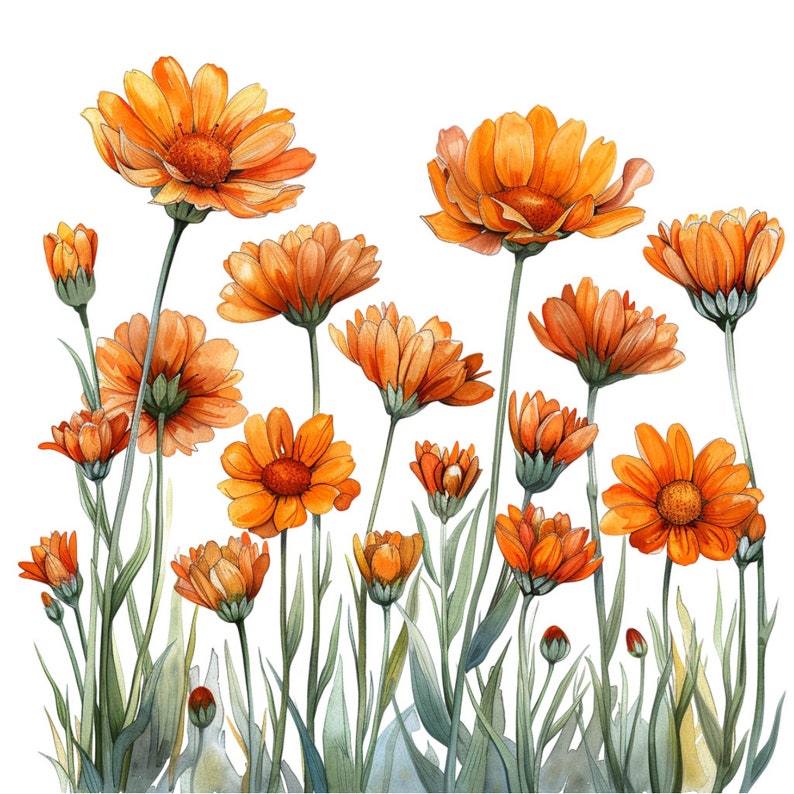 Colorful Daisy Flowers in a Row Clipart Bundle, 16 High-quality JPG ...