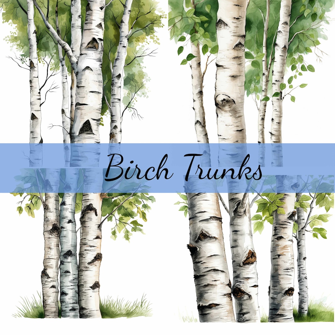 16 Close up Birch Tree Trunks Clipart Bundle, High-quality JPG, Craft ...