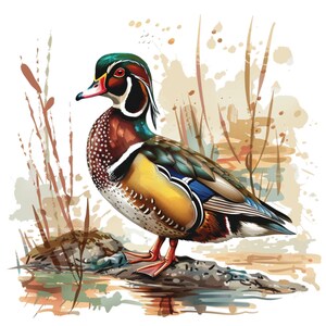 Wood Duck in Reeds Flowers Clipart Bundle, 15 High-quality JPG, Craft ...