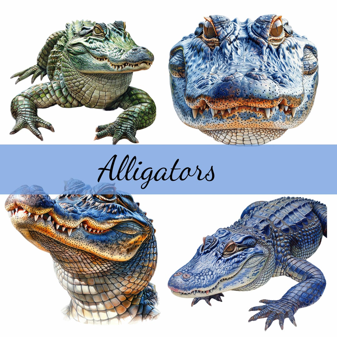 16 Beautiful Alligator Clipart Bundle, 16 High-quality Jpgs, Craft Art ...