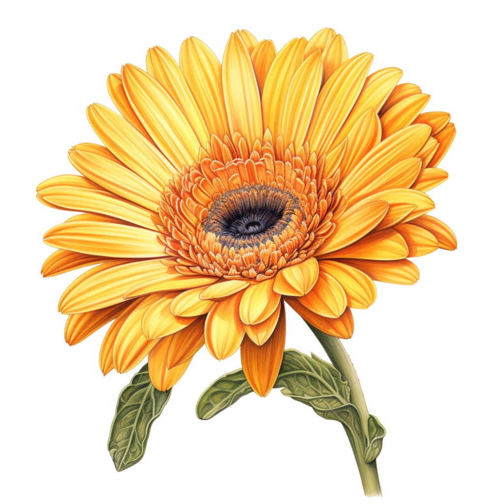 16 Yellow Gerbera Daisy Flowers Clipart Bundle, High-quality JPG, Craft ...