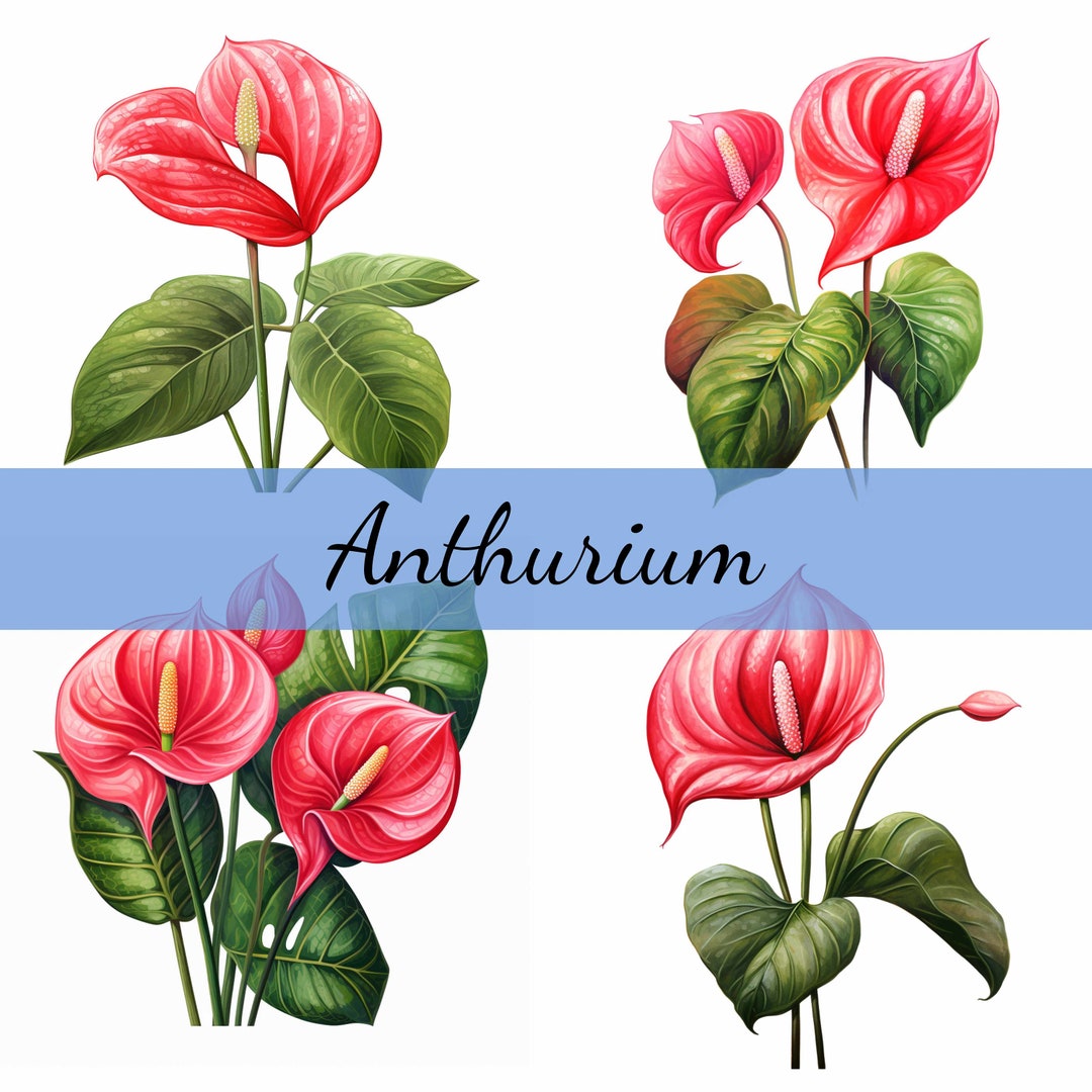16 Anthurium Red Flower Clipart Bundle, High-quality JPG, Craft Art ...