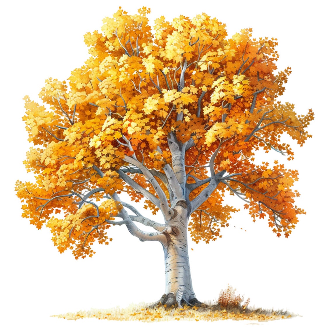 16 Sycamore Tree Summer and Fall Clipart Bundle, 16 High-quality JPG ...