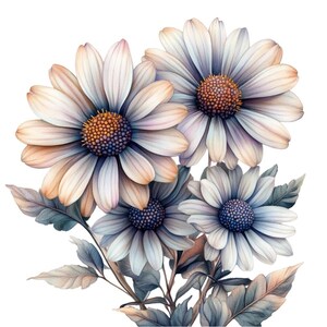 Pastel Cottage Daisy Flowers Clipart Bundle, 16 JPG and Transparent PNG ...