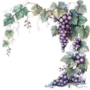 Grape Corner Frame Clipart Bundle, 16 High-quality JPG, Craft Art, Card ...