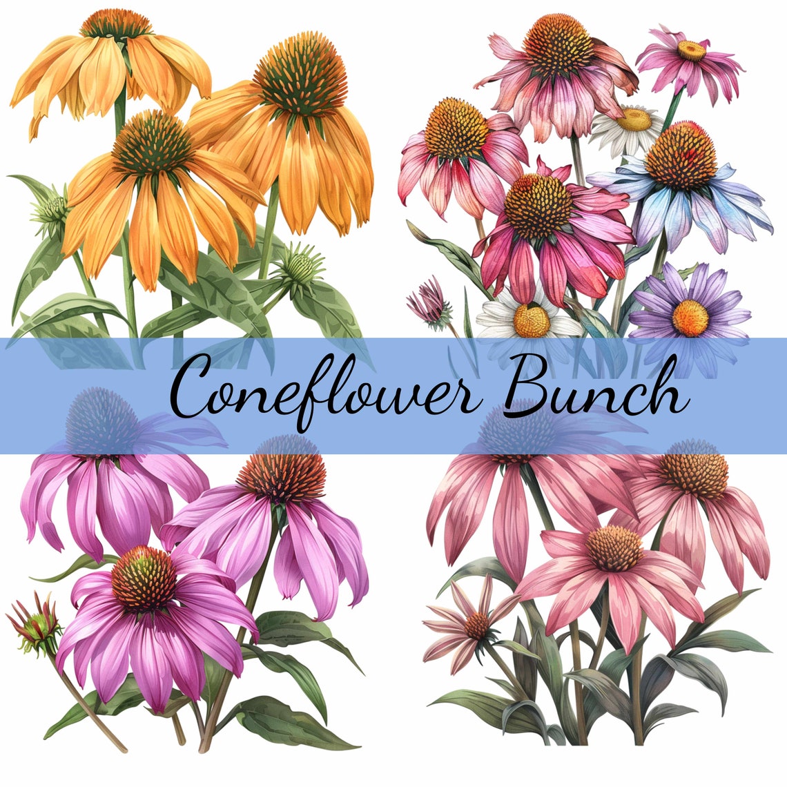 16 Coneflower Flower Mix Clipart Bundle, 16 High-quality JPG, Craft Art ...