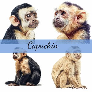 Capuchin Monkey Clipart Bundle, 14 High-quality JPG, Craft Art, Card ...