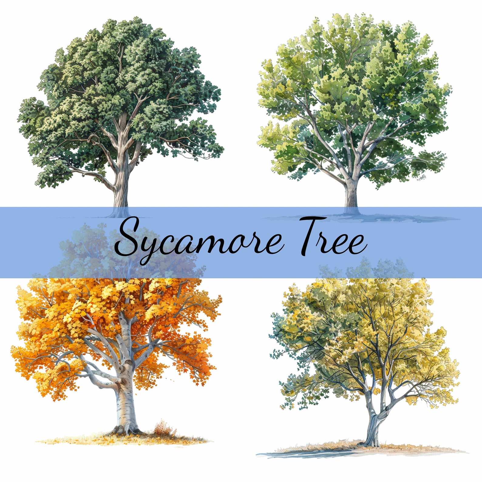 16 Sycamore Tree Summer and Fall Clipart Bundle, 16 High-quality JPG ...