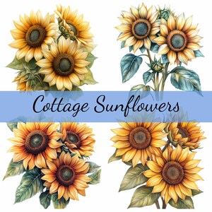 Cottage Sunflowers Flower Clipart Bundle, 15 JPG and Transparent PNG ...