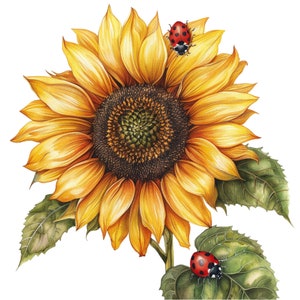 Sunflower With Ladybug Clipart Bundle, 16 High-quality JPG, Craft Art ...