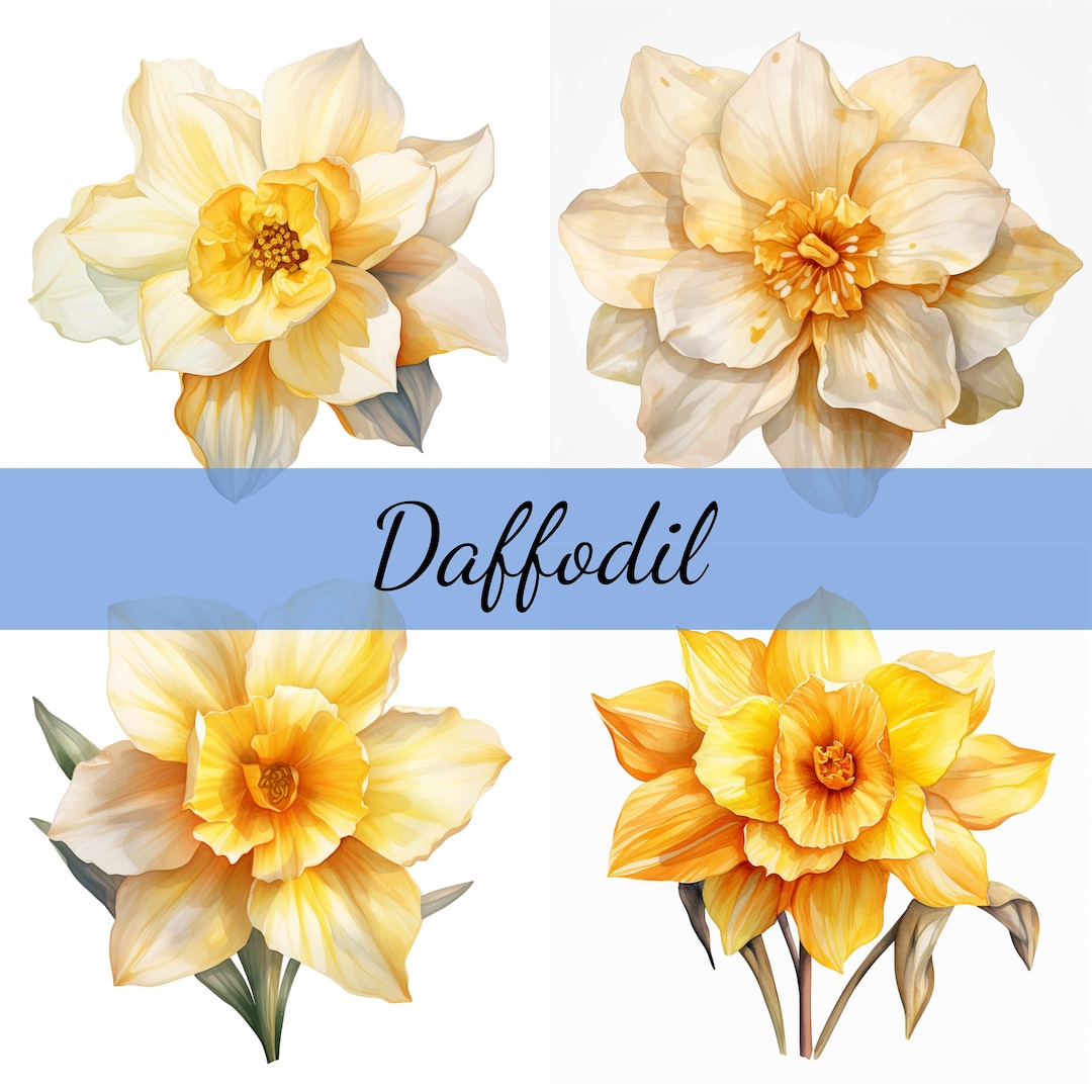 16 Delicate Daffodil Clipart Bundle, High-quality JPG, Craft Art, Card ...