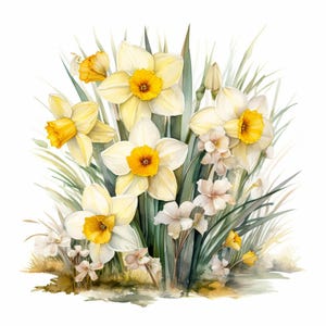 16 Daffodil Bunches Clipart Bundle, High-quality JPG, Craft Art, Card ...