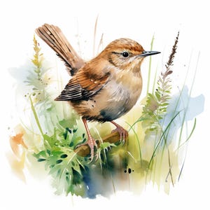 14 Wren Bird in Grass Clipart Bundle, High-quality JPG, Craft Art, Card ...
