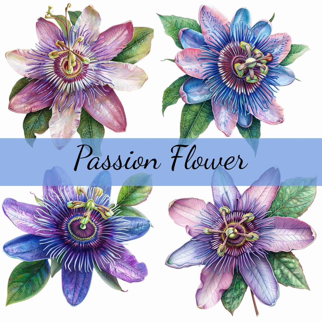 15 Passionflower Purple Flower Clipart Bundle, 15 High-quality JPG ...