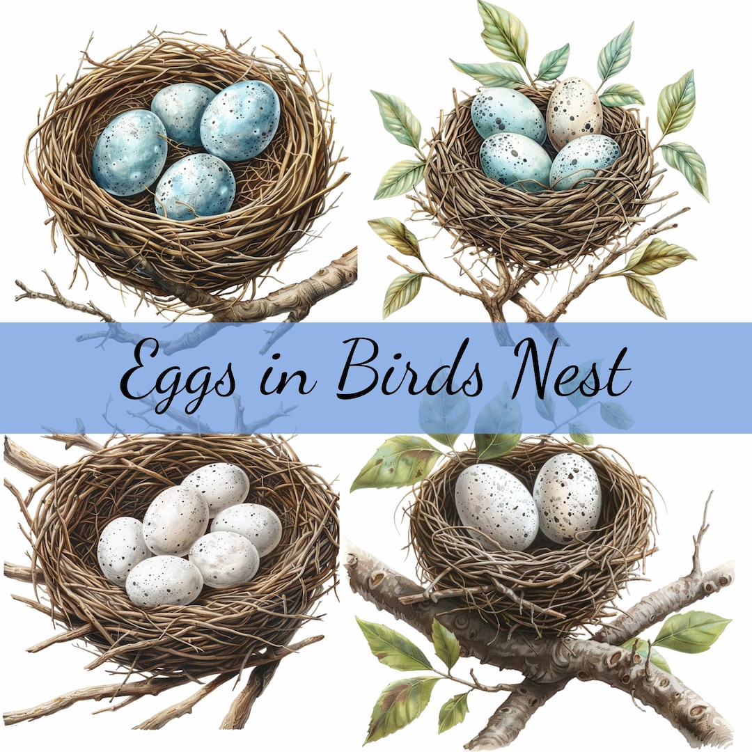 15 Bird Nest With Eggs Clipart Bundle, 15 High-quality JPG, Craft Art ...