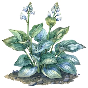16 Hosta Plants W Flowers Clipart Bundle, 16 High-quality JPG, Craft ...