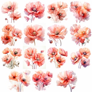 Fluffy Poppy Clipart Bundle, High-quality JPG, Craft Art, Card Making ...