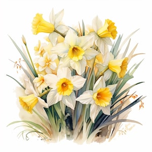 16 Daffodil Bunches Clipart Bundle, High-quality JPG, Craft Art, Card ...