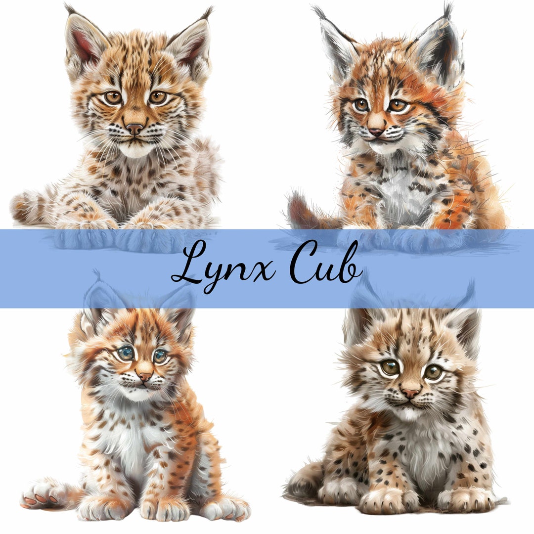 16 Baby Lynx Cub Clipart Bundle, 16 High-quality JPG, Craft Art, Card ...