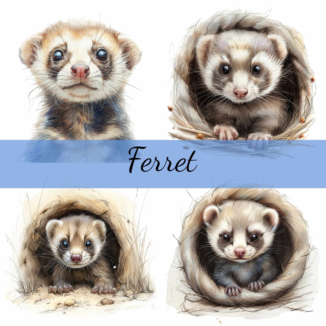 16 Cute Ferret Clipart Bundle, 16 High-quality JPG, Craft Art, Card ...