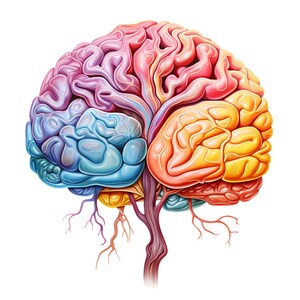 Pastel Anatomical Brain Clipart Bundle, High-quality JPG, Craft Art ...