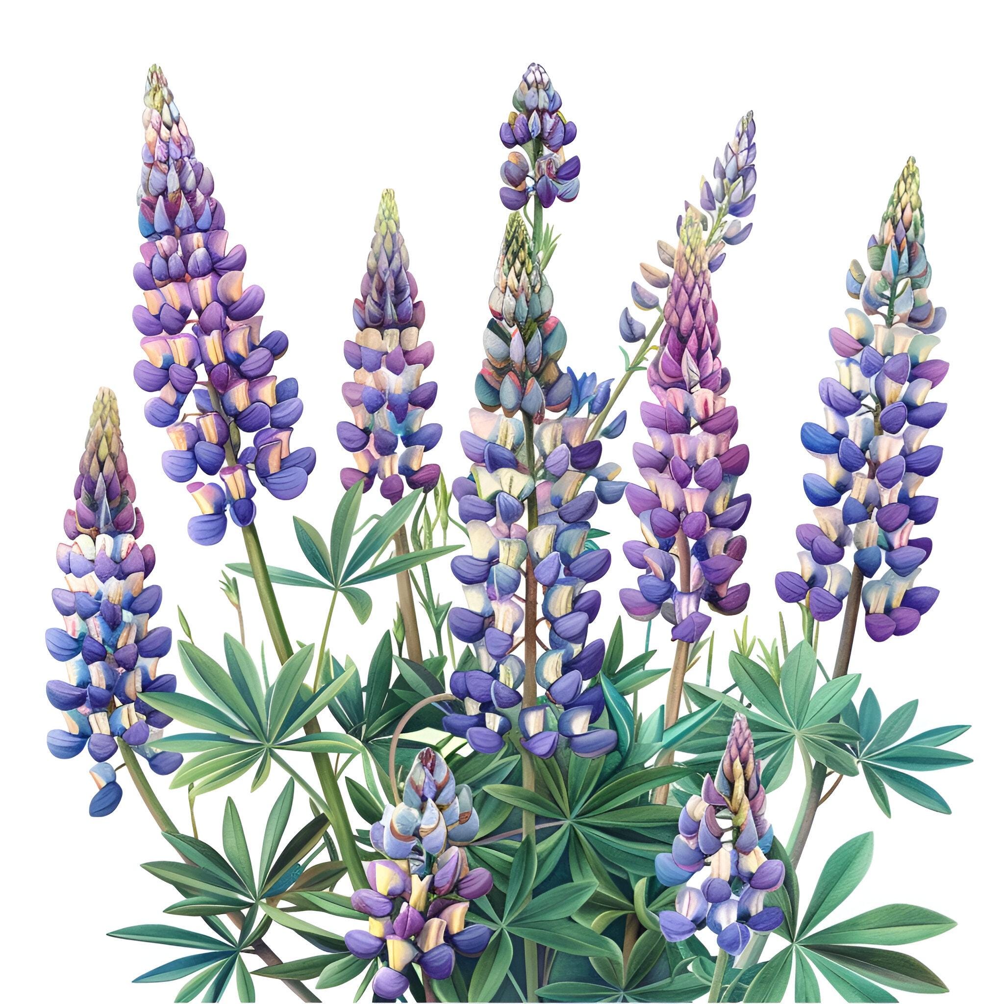 16 Lupine Flowers Clipart Bundle, 16 High-quality JPG, Craft Art, Card ...