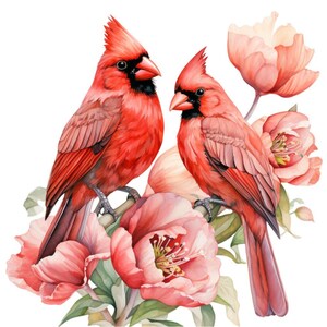 14 Cardinal Bird on Flower Sunflower Clipart Bundle 14 Transparent PNG ...