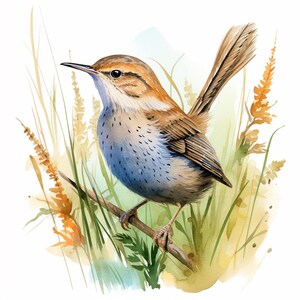 14 Wren Bird in Grass Clipart Bundle, High-quality JPG, Craft Art, Card ...