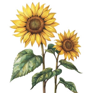 16 Beautiful Sunflower Flower Clipart Bundle, 16 High-quality JPG ...