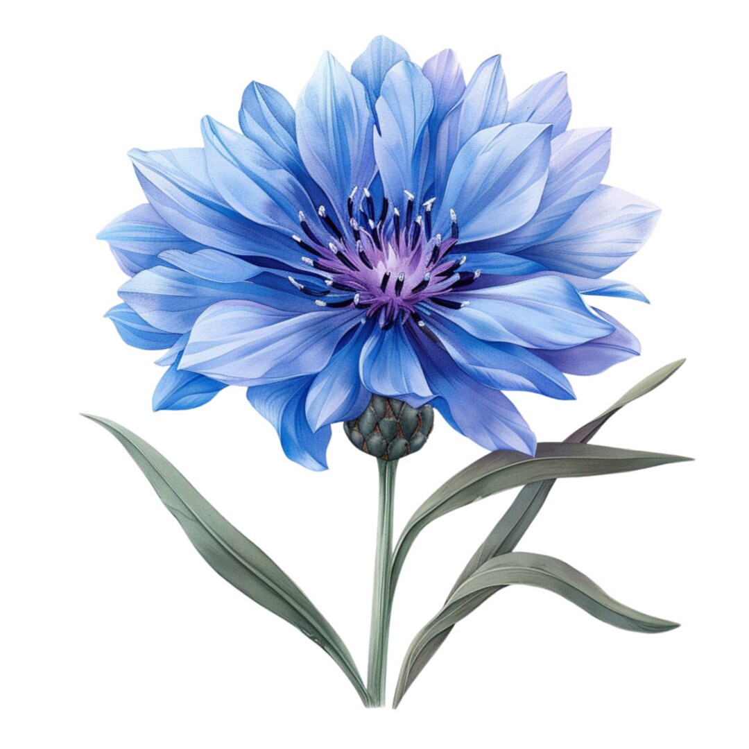 Cornflower Blue Flower on a Stem Clipart Bundle, 16 High-quality JPG ...