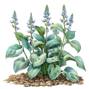 16 Hosta Plants W Flowers Clipart Bundle, 16 High-quality JPG, Craft ...