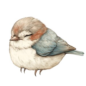 16 Cute Sleeping Bird Clipart Bundle, 16 JPG and Transparent PNG ...