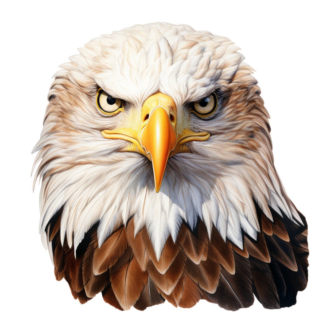 Bald Eagle Clipart Bundle, High-quality JPG, Craft Art, Card Making ...