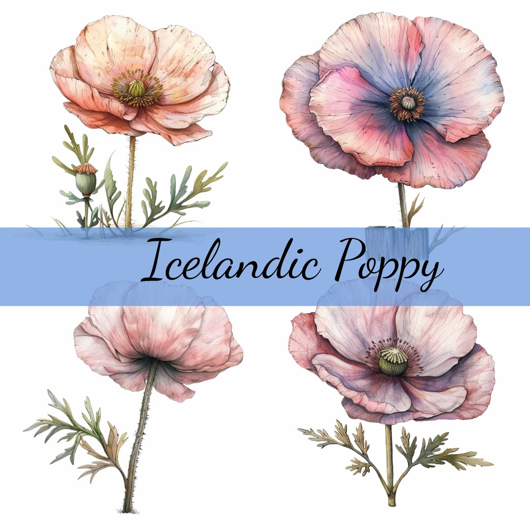 16 Pink Icelandic Poppy Flower Clipart Bundle, High-quality JPG, Craft ...