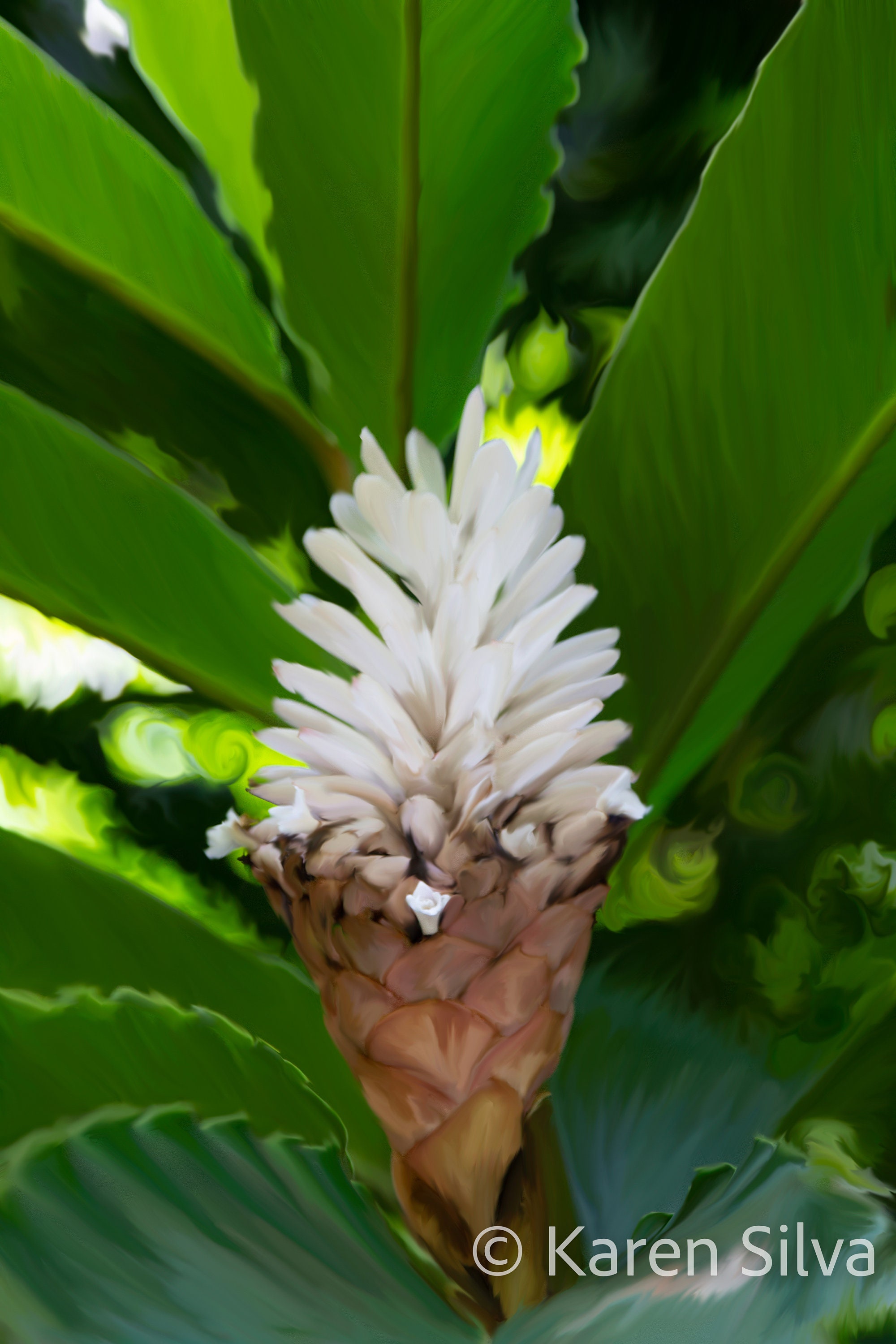 White Tropic Ginger - Etsy