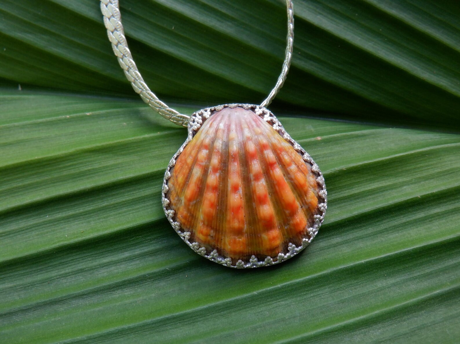 Hawaiian Sunrise Shell Pendant With Sterling Silver Bezel and 20in ...