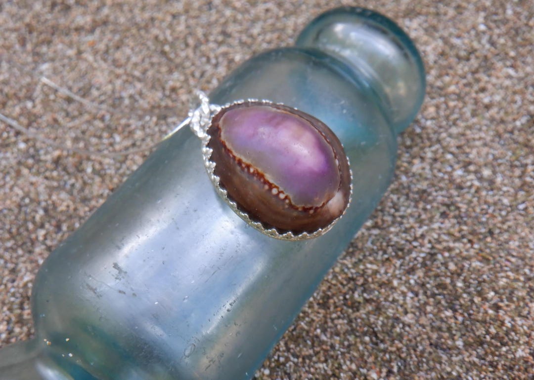 Hawaiian Snake's Head Cowrie Shell Pendant in Sterling Silver Bezel ...