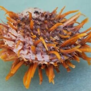 Hawaiian Thorny Oyster / Spiny Scallop Shell Pendant With Sterling ...