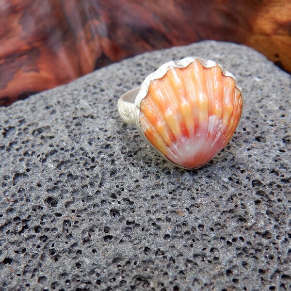 Sunrise Shells - Etsy