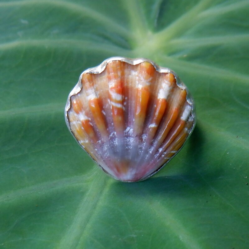 Sunrise Shell - Etsy