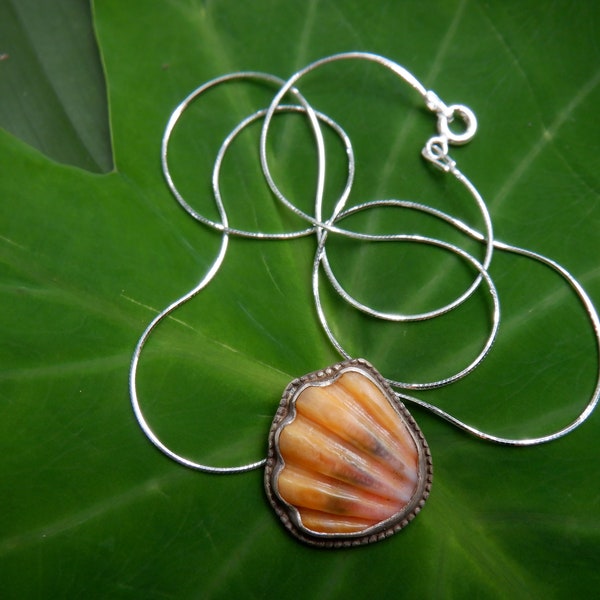 Sunrise Shell - Etsy