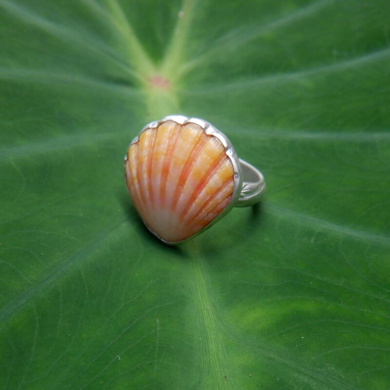 Sunrise Shell - Etsy