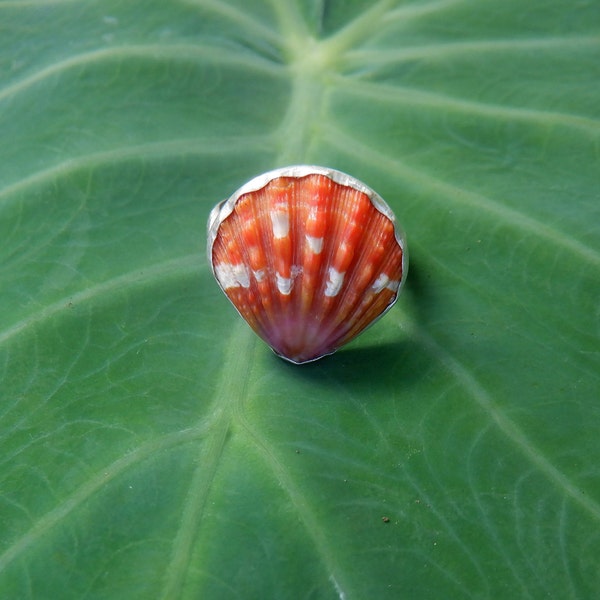 Sunrise Shell - Etsy