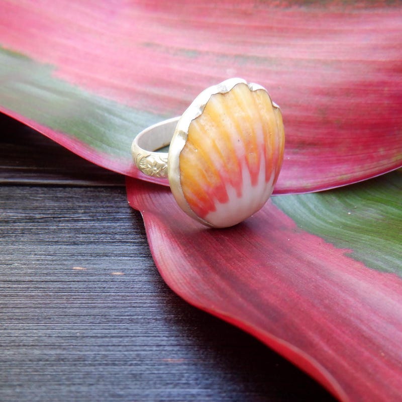 Sunrise Shell - Etsy