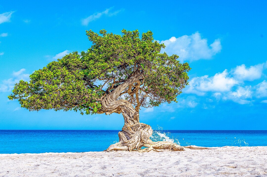 Famous Fofoti Tree of Eagle Beach Aruba - Wall Art Print - Etsy