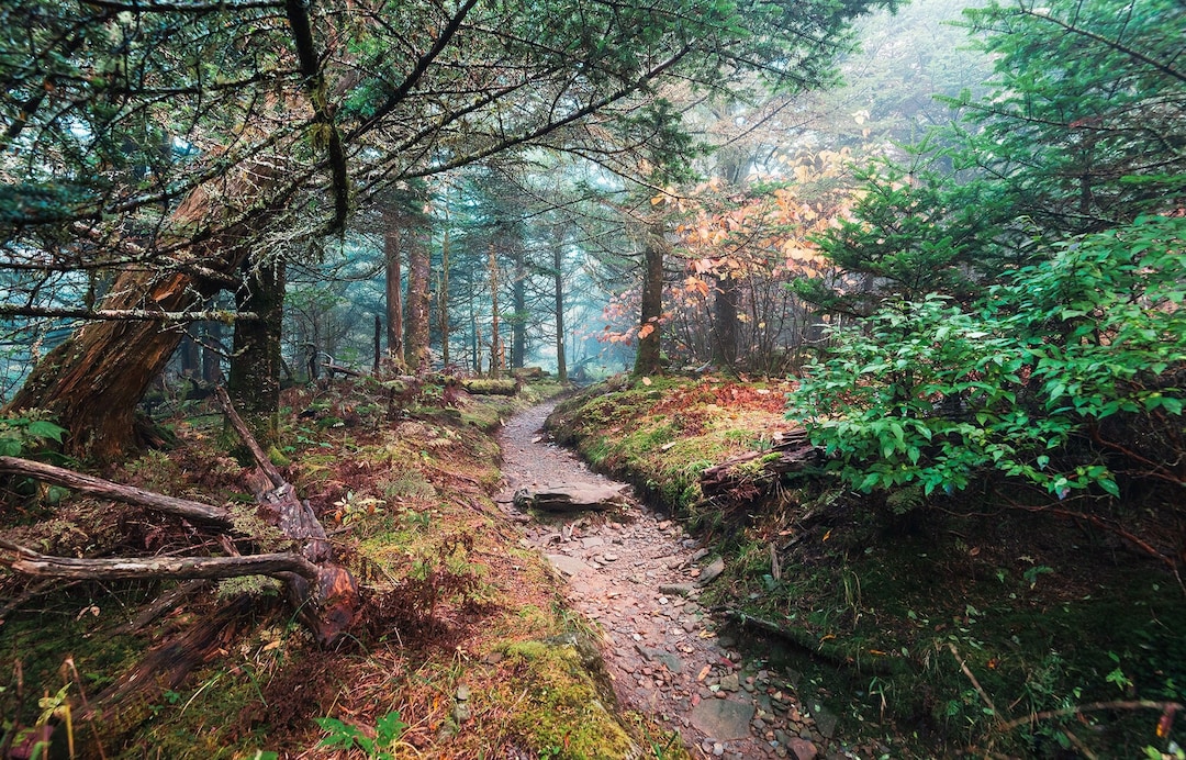 Appalachian Trail – Smoky Mountains Wall Art, Spooky Fall Forest Decor ...