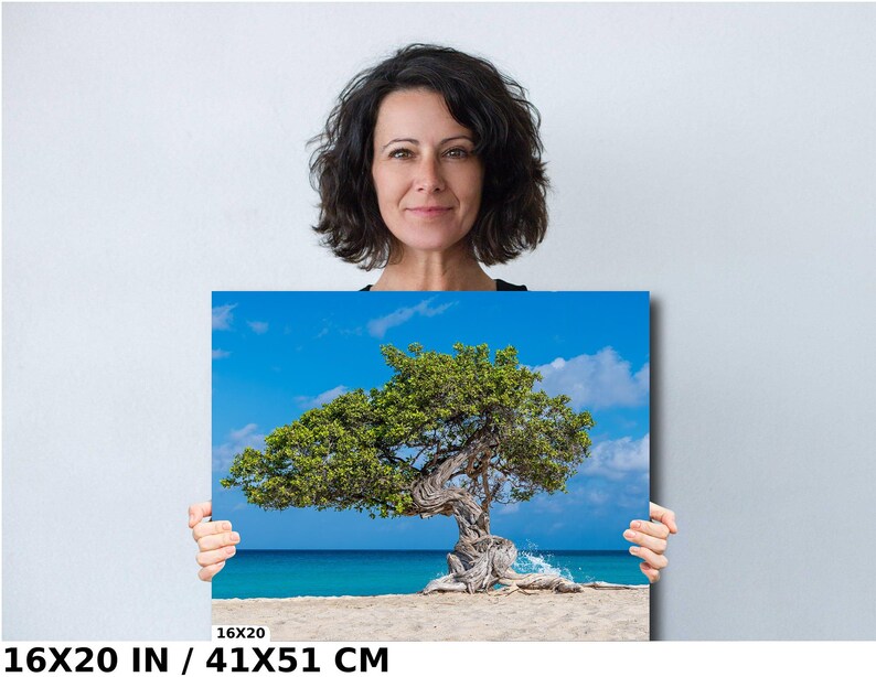 Famous Fofoti Tree of Eagle Beach Aruba - Wall Art Print - Etsy
