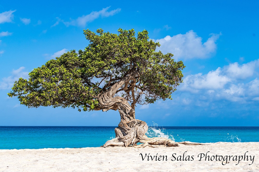 Fofoti Tree Eagle Beach in Aruba Photo Print - Etsy